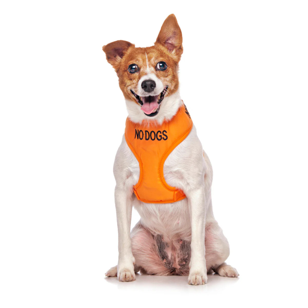 No Dogs Vest Harness - Dog-Collars, Leads & Harnesses-Harnesses : Pet ...