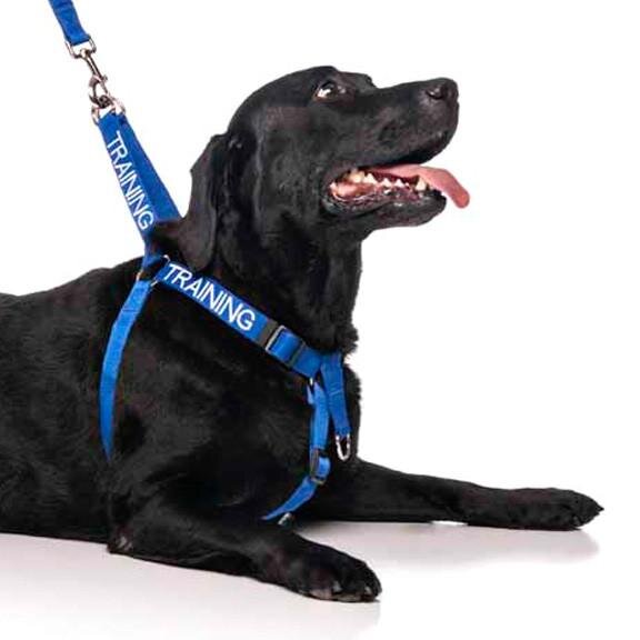 Training Dog Strap Harness - Dog-Collars, Leads & Harnesses-Harnesses ...